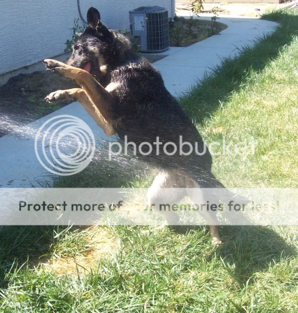 Splish Splash!! | Puppy Forum and Dog Forums