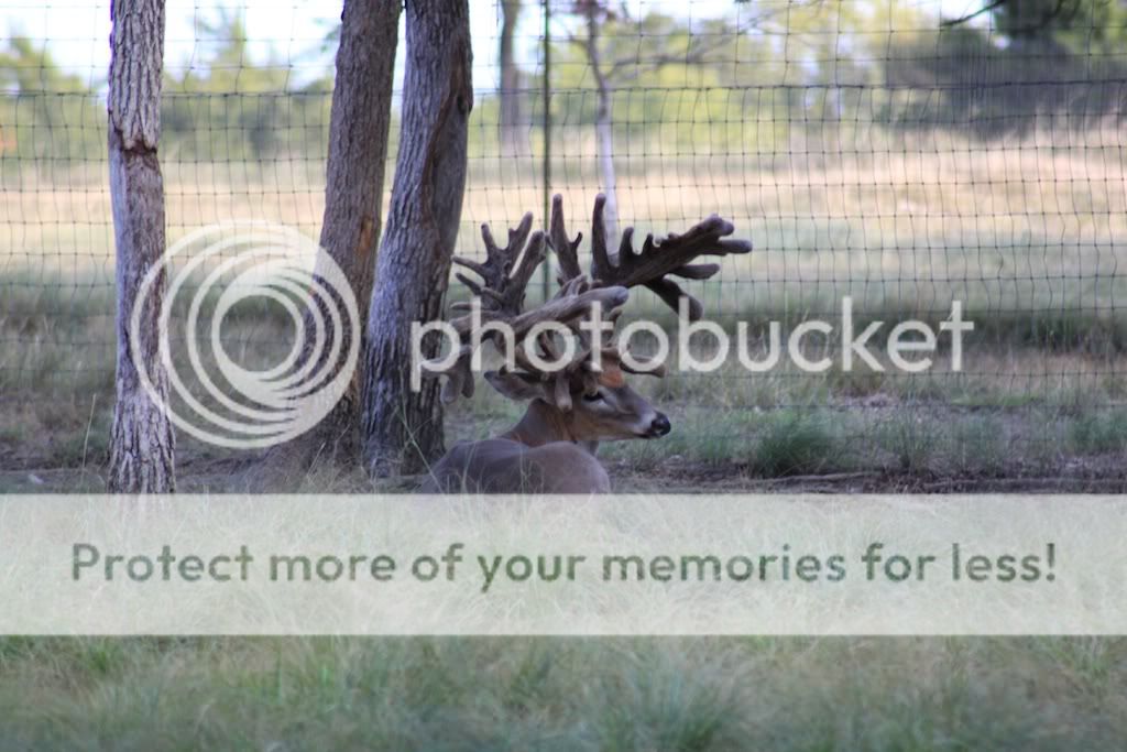 Pictures of a million dollar deer!! - The Hunting Beast