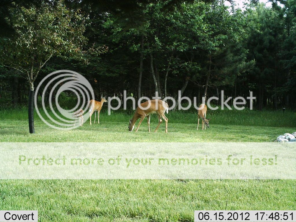 dlc covert - The Hunting Beast