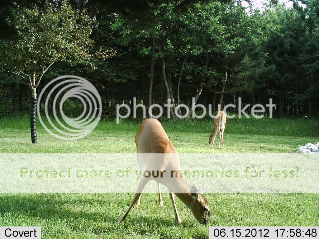 dlc covert - The Hunting Beast