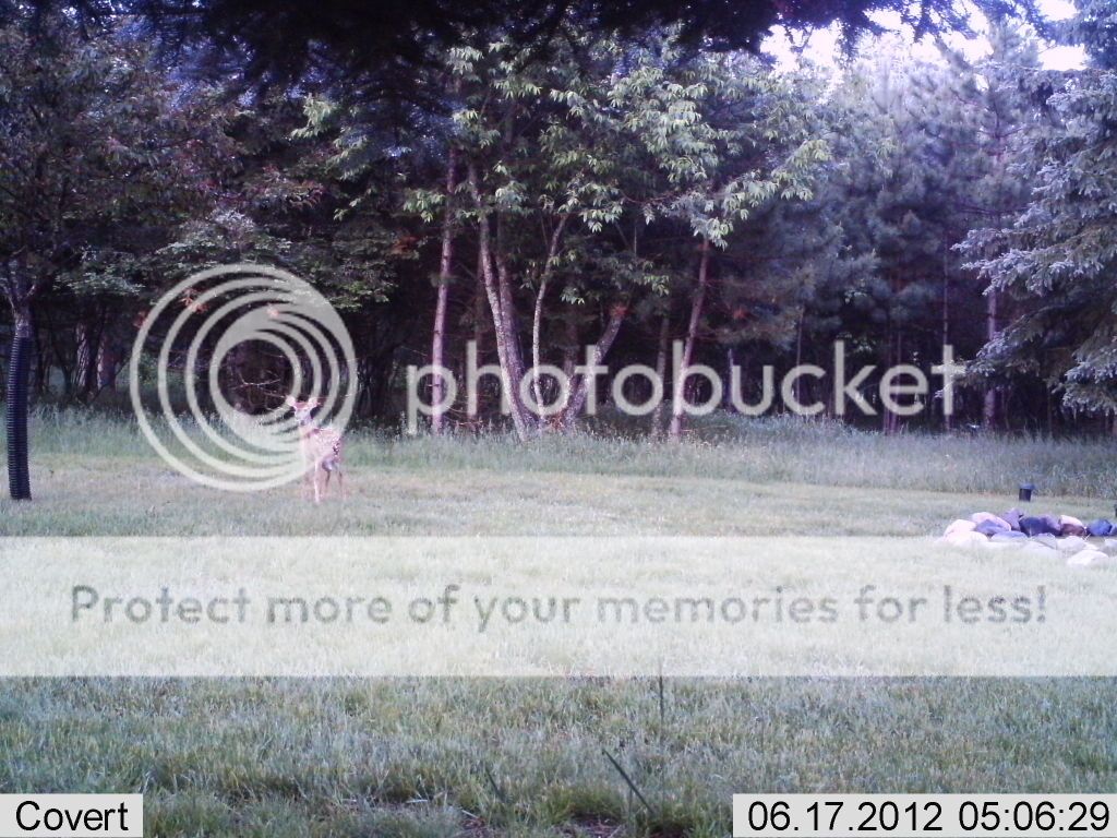 dlc covert - The Hunting Beast