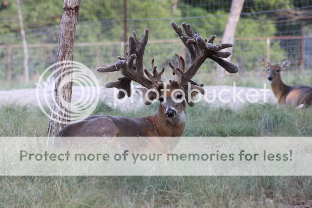 Pictures of a million dollar deer!! - The Hunting Beast